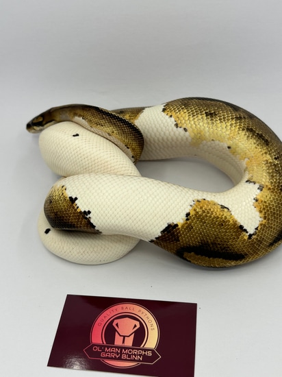 Pied, Orange Dream, Yellow Belly, PB Ball Python by Ol' Man Morphs