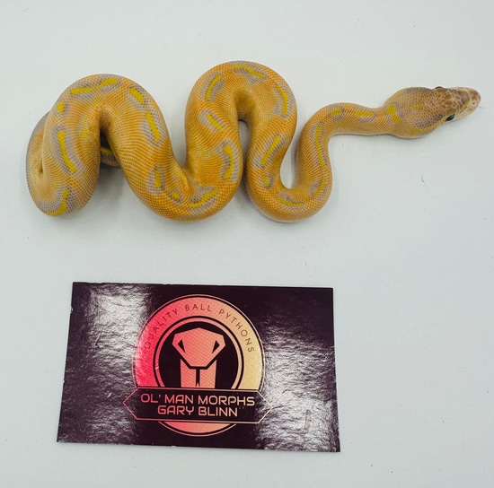 Highway, Ultramel, 50% Het Pied Ball Python by Ol' Man Morphs