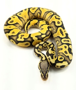 Pastel Super Asphalt Pos Chocolate Ball Python by Blocker's Ball ...