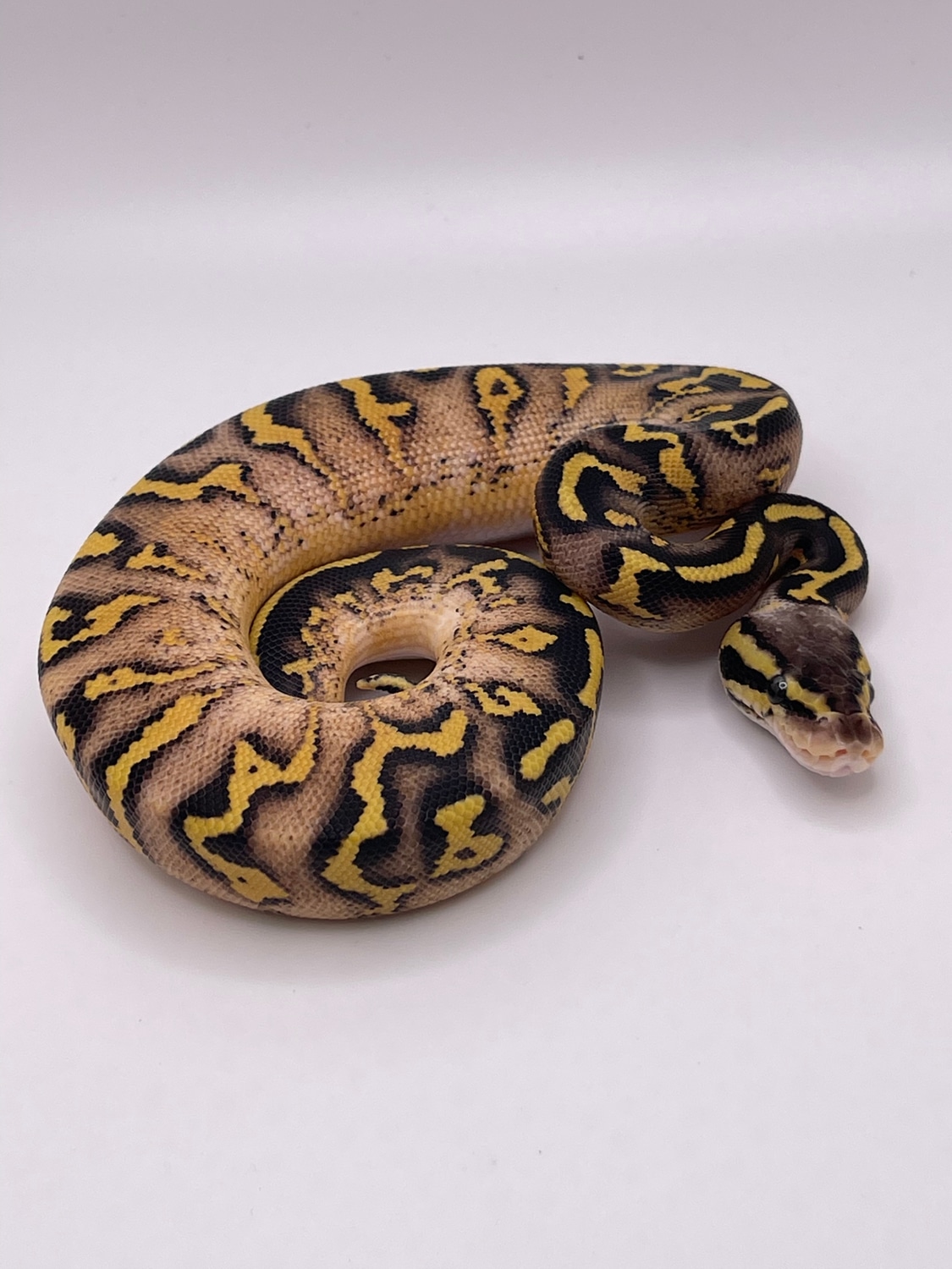 Pastel Super Asphalt Pos Chocolate Ball Python by Blocker's Ball ...