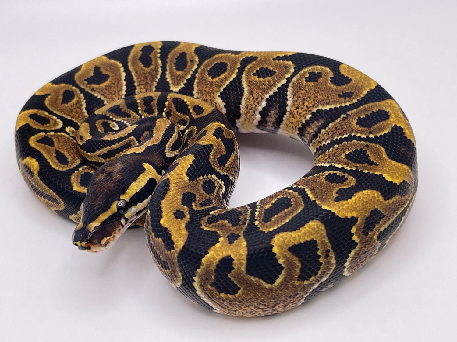 Yellowbelly/Gravel Ball Python by Blocker's Ball Pythons - MorphMarket