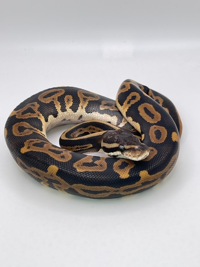 Black Pastel Leopard DH Hypo/Desert Ghost Ball Python by Blocker's Ball ...