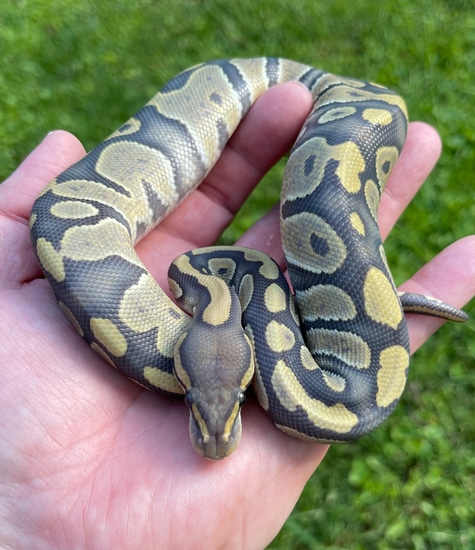 Chocolate Hypo Het Desert Ghost Ball Python by Blocker's Ball Pythons