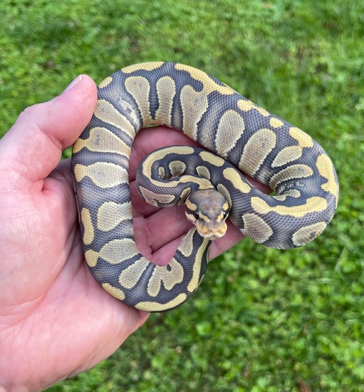 Chocolate Hypo Het Desert Ghost Ball Python by Blocker's Ball Pythons