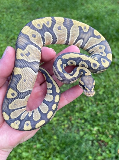 Chocolate Hypo Het Desert Ghost Ball Python by Blocker's Ball Pythons