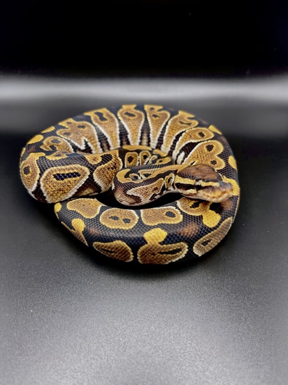 Lace Het Clown Ball Python by Blocker's Ball Pythons
