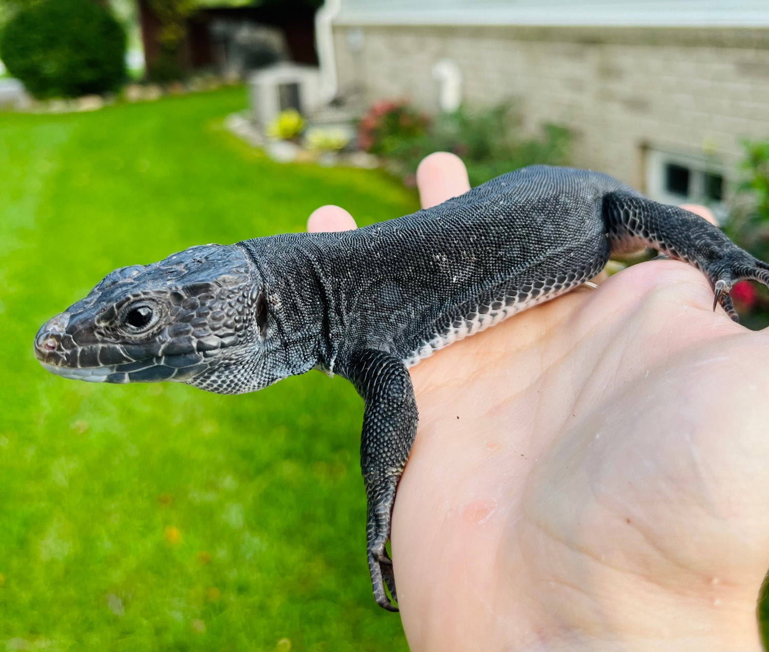 SALE! Socialized Adult Male Melanistic Jeweled Lacerta More Lizard by ...