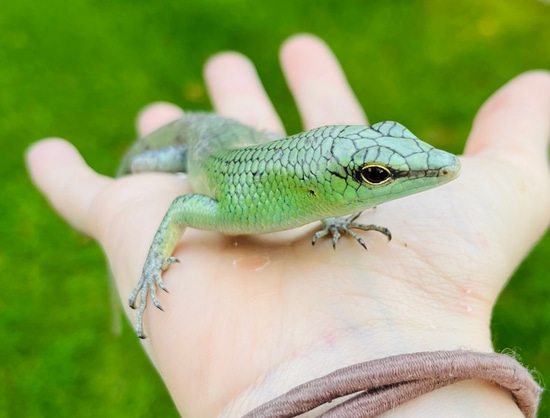 CB Adult Female Emerald Tree Skink More Skink by New Age Herpetoculture