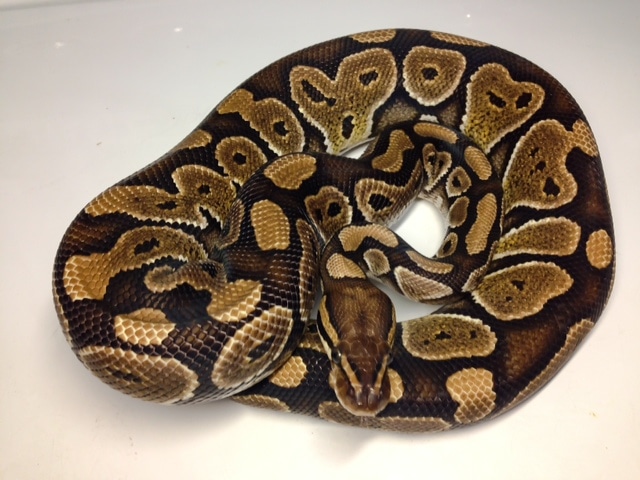Russo Het White Diamond Ball Python by Bloodlines By Rich Macias ...