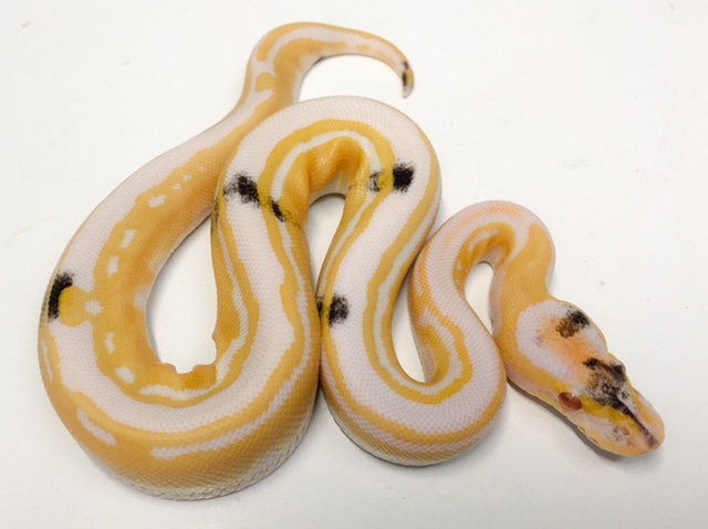 Albino Tri-Stripe Paradox Ball Python by Bloodlines By Rich Macias ...