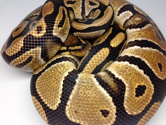 Double Het Lavender Clown Ball Python by Bloodlines by Rich Macias