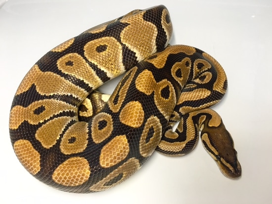 Double Het Lavender Clown Ball Python by Bloodlines by Rich Macias