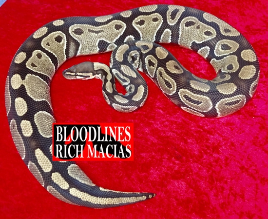 Het Lavender 50% Poss. Het Clown Ball Python by Bloodlines by Rich Macias