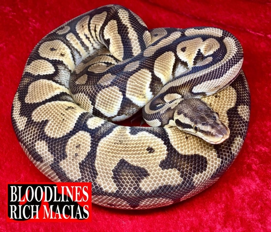 Pastel Russo 50% Poss. Het Lavender Albino Ball Python by Bloodlines by ...