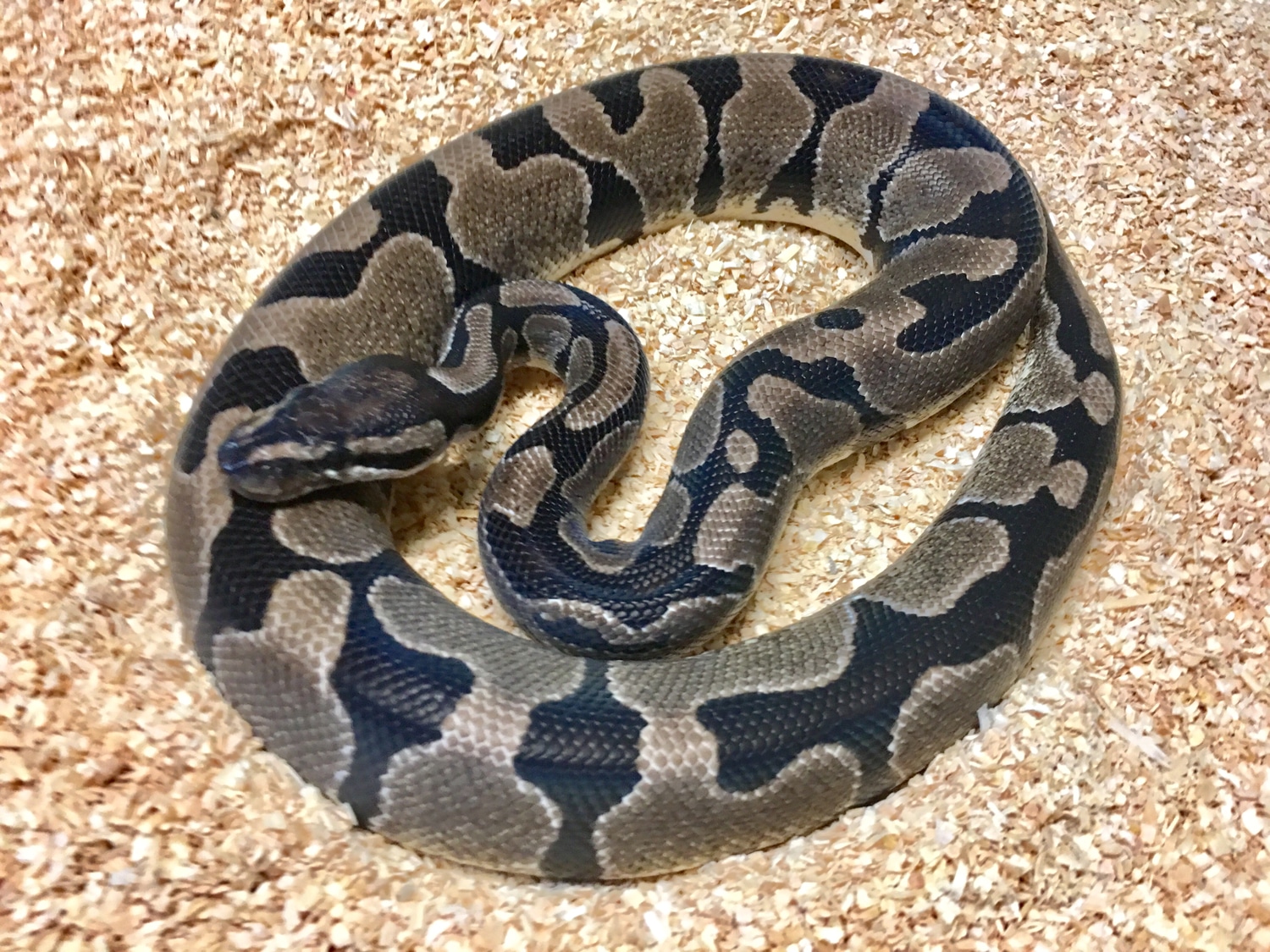 TSK Axanthic 66% Poss. Het Hypo Ball Python by Bloodlines By Rich ...