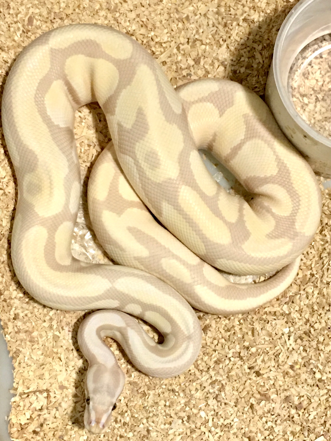 Lavender Snowball (SK Line Axanthic) Ball Python by Bloodlines By Rich ...