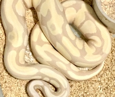 Lavender Snowball (SK Line Axanthic) Ball Python by Bloodlines By Rich ...