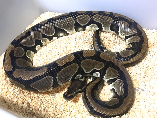Double Het TSK Snowball Ball Python by Bloodlines by Rich Macias