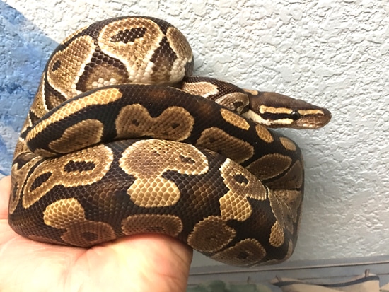 Russo Het White Diamond Ball Python by Bloodlines by Rich Macias