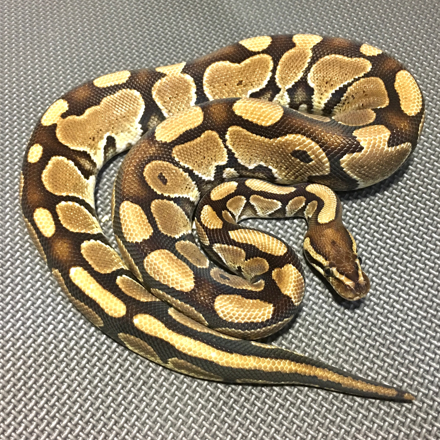Russo Het Albino Ball Python by Bloodlines by Rich Macias - MorphMarket