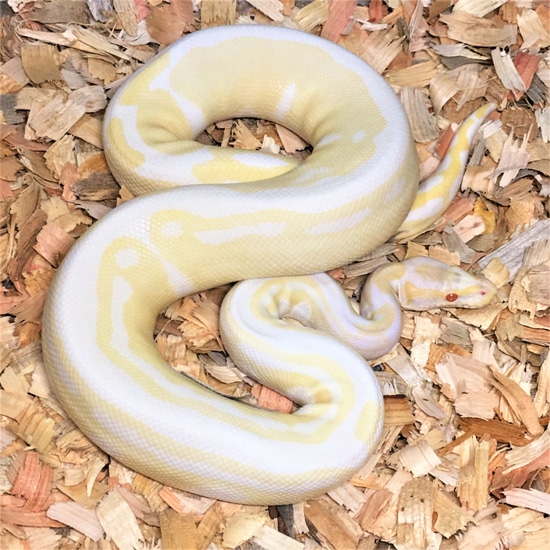 Albino Tri-Stripe Ball Python by Bloodlines by Rich Macias