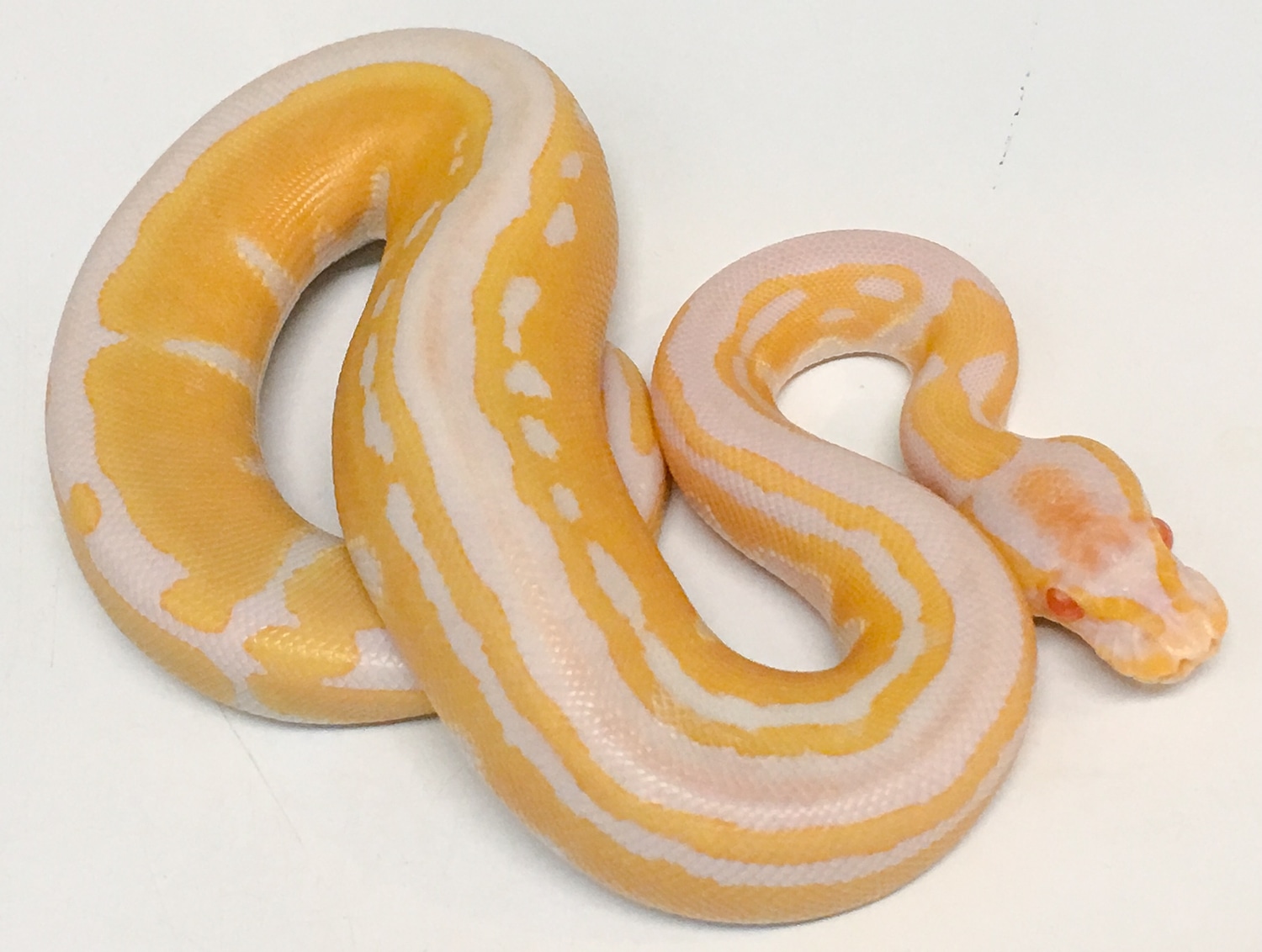 Albino Tri-Stripe (Reduced Pattern) Ball Python by Bloodlines By Rich Macias - MorphMarket