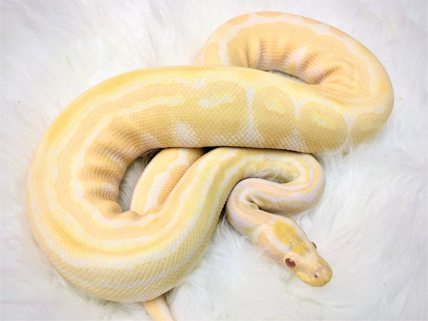 Albino Tri-Stripe Ball Python by Bloodlines By Rich Macias - MorphMarket