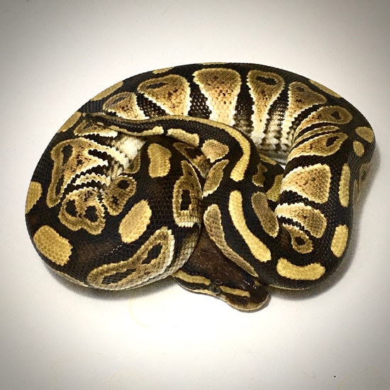 Russo 50% Poss. Het Lavender Ball Python by Bloodlines by Rich Macias