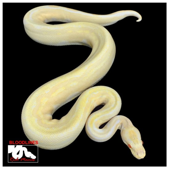 Albino Tri-Stripe Ball Python by Bloodlines by Rich Macias