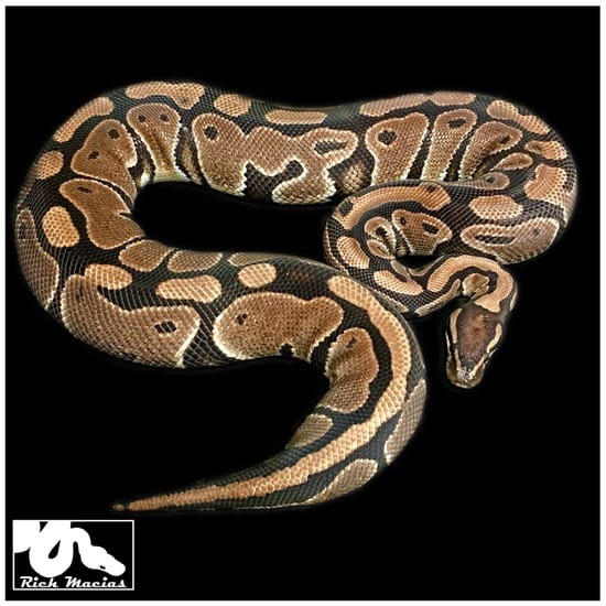Double Het Snowball Ball Python by Bloodlines by Rich Macias