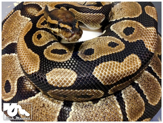 Double Het TSK Lavender Snow Ball Python by Bloodlines by Rich Macias