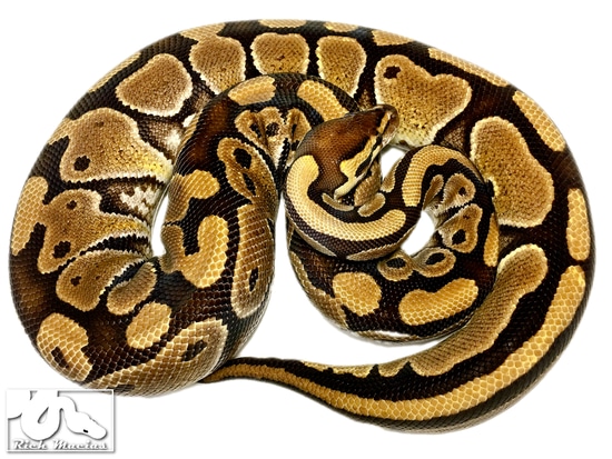 Russo 100% Het Albino Ball Python by Bloodlines by Rich Macias