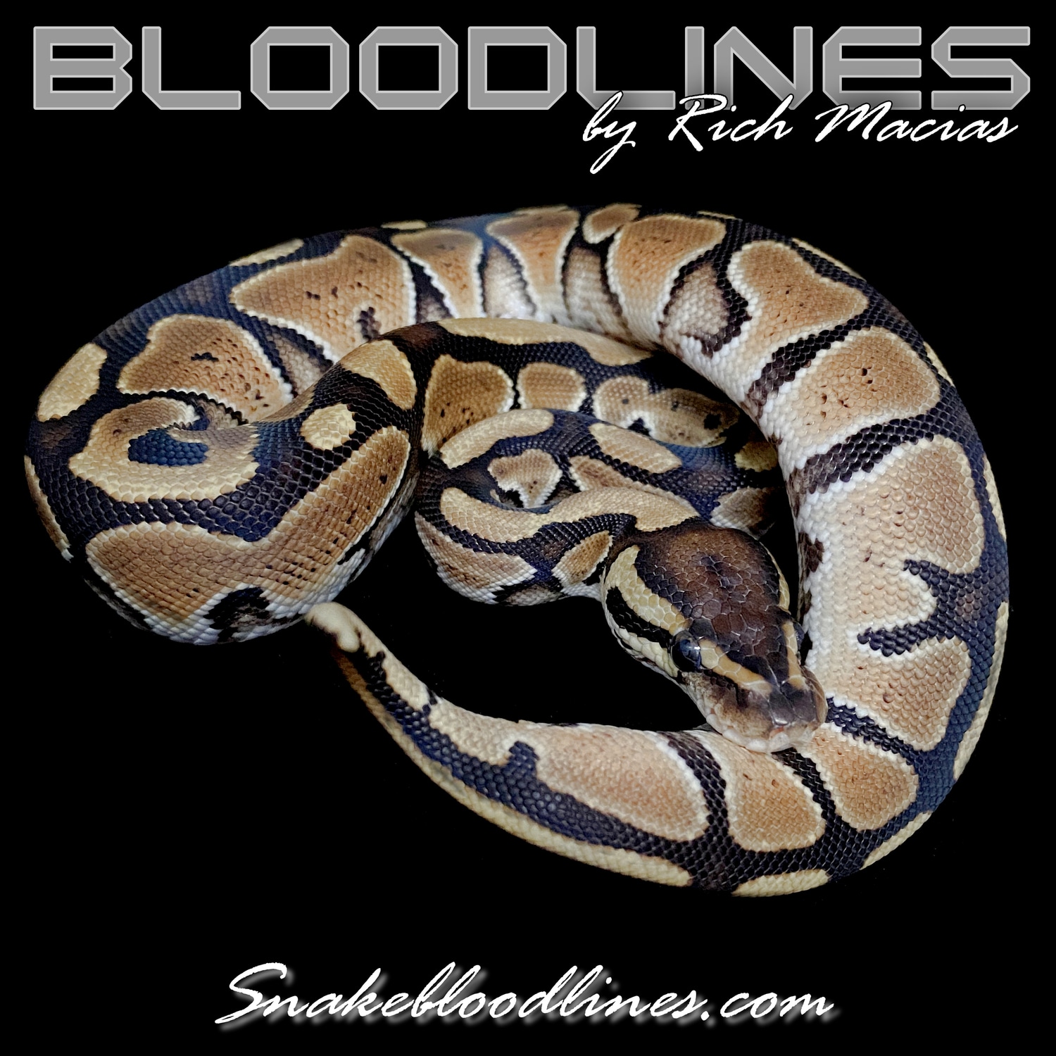 Russo Het Albino Ball Python by Bloodlines By Rich Macias - MorphMarket