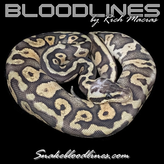 Super Pastel Ball Python by Bloodlines by Rich Macias