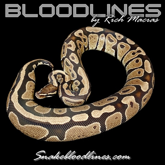 Het Lavender Albino Ball Python by Bloodlines by Rich Macias