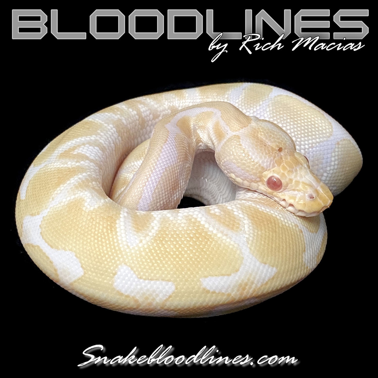 Albino Russo Ball Python by Bloodlines By Rich Macias - MorphMarket