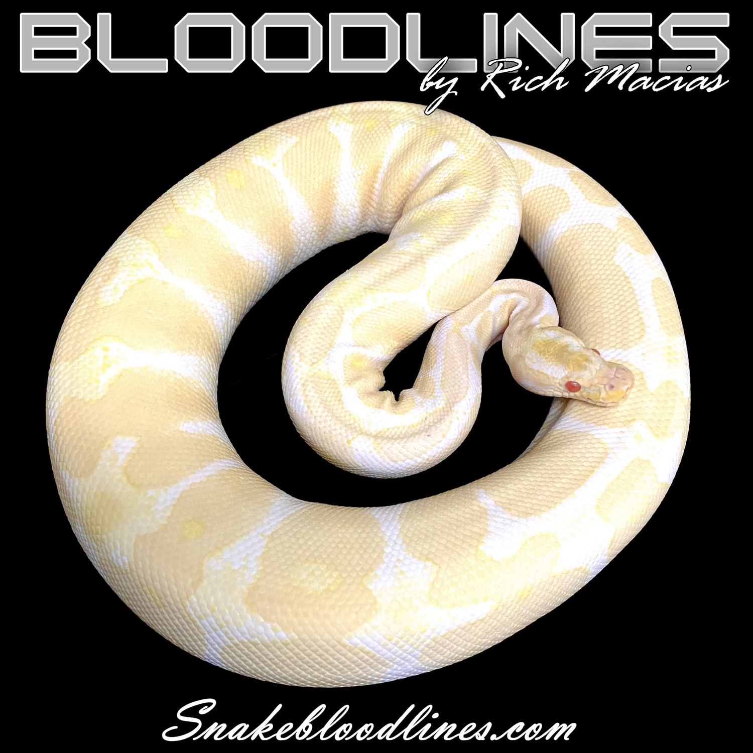 Albino Het Tri-Stripe Ball Python by Bloodlines by Rich Macias ...