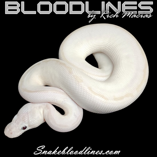 Super Russo Ball Python by Bloodlines by Rich Macias