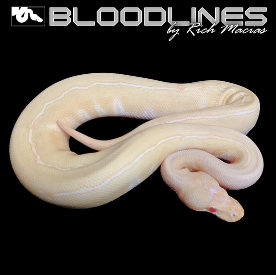 Albino Pinstripe 66% Poss. Het Tri-Stripe Ball Python by Bloodlines by ...