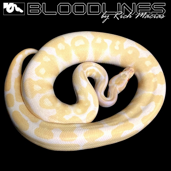 Albino 100% Het Tri-Stripe Ball Python by Bloodlines by Rich Macias