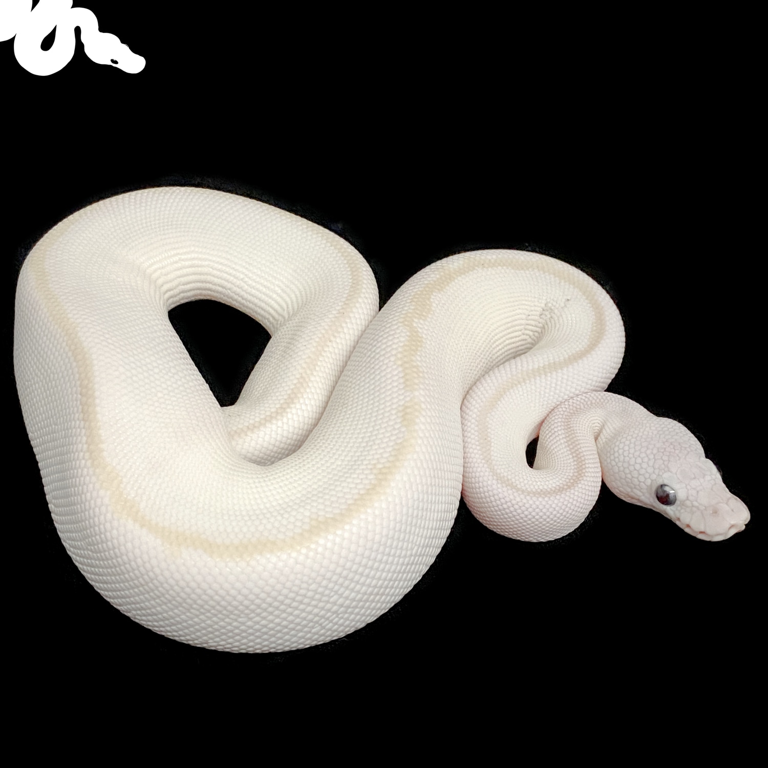 Super Russo Ball Python by Bloodlines By Rich Macias - MorphMarket