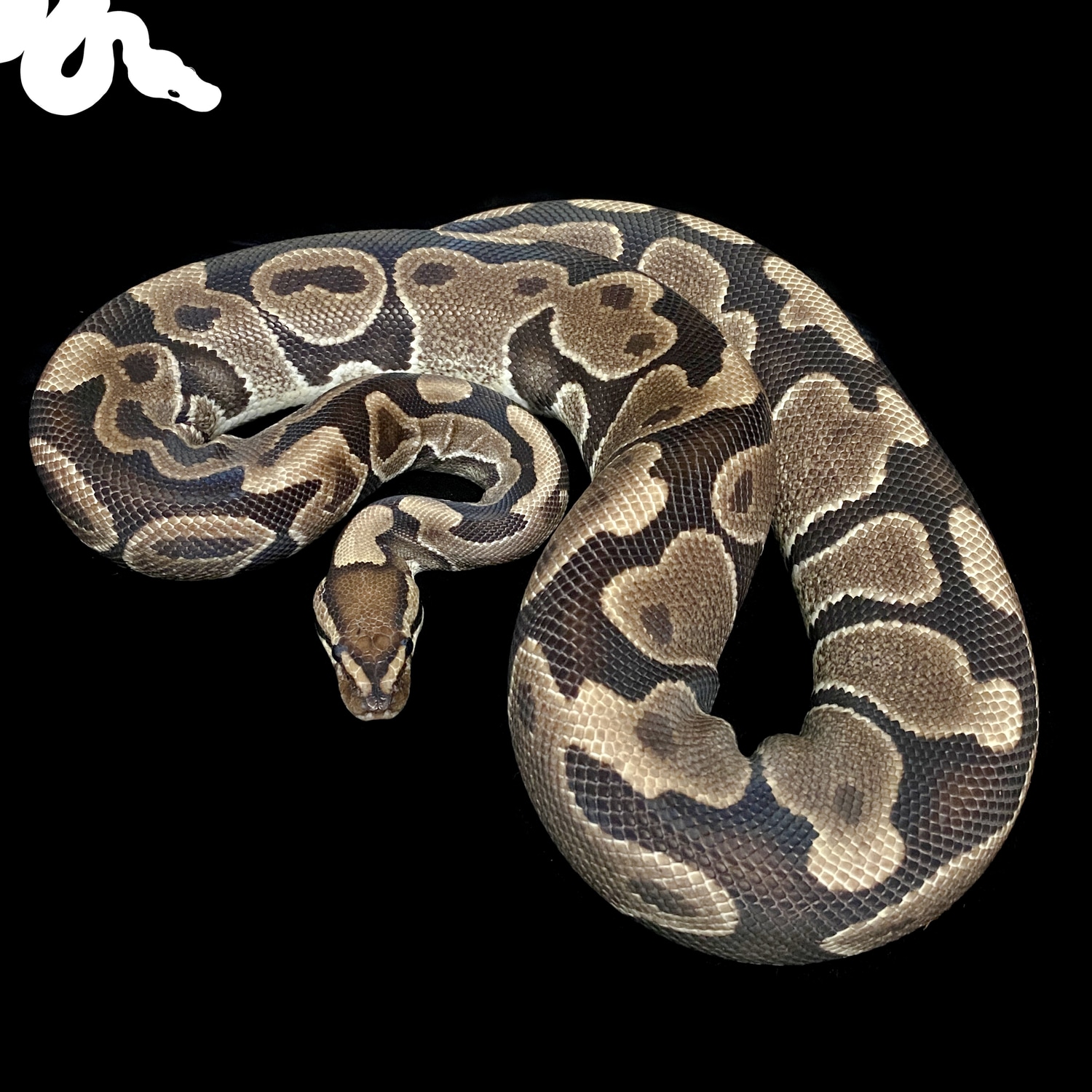 Double Het Albino Tri-Stripe Ball Python by Bloodlines By Rich Macias ...