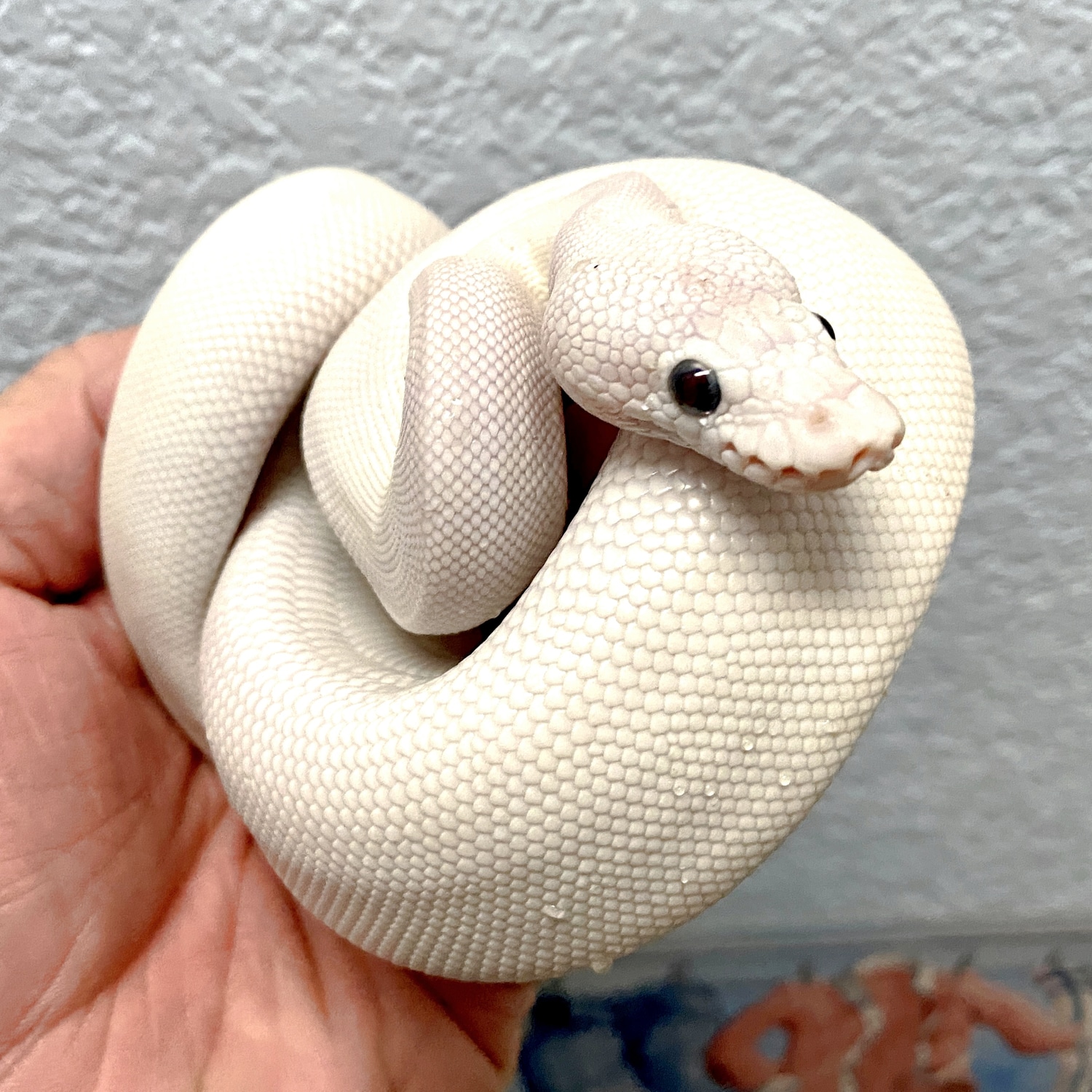 Super Russo Ball Python by Bloodlines By Rich Macias - MorphMarket
