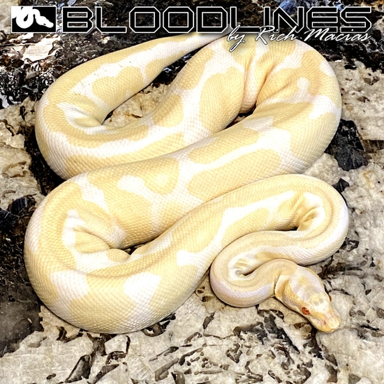Albino Het Tri-Stripe Ball Python by Bloodlines by Rich Macias