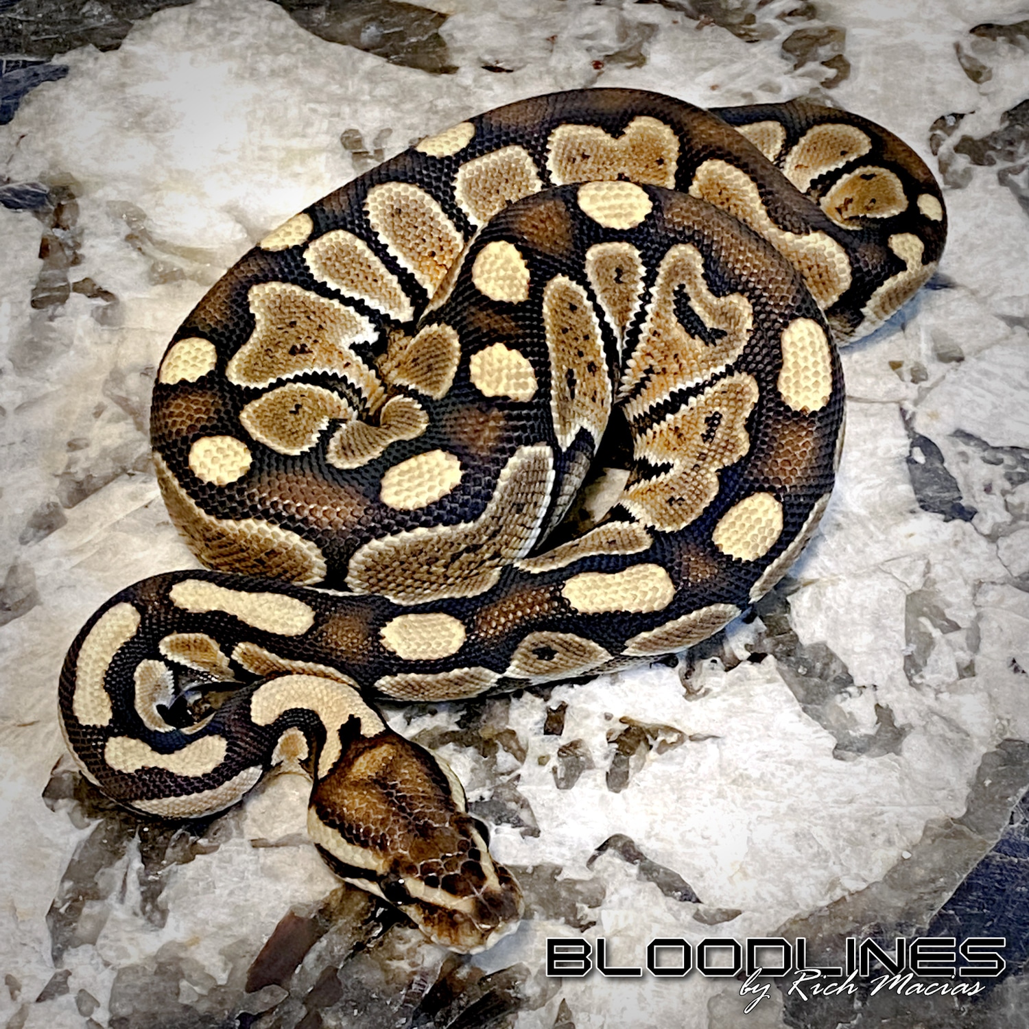 Russo Het White Diamond Ball Python by Bloodlines By Rich Macias ...