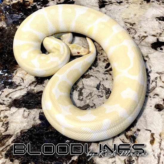 Albino Het Tri-Stripe Ball Python by Bloodlines by Rich Macias