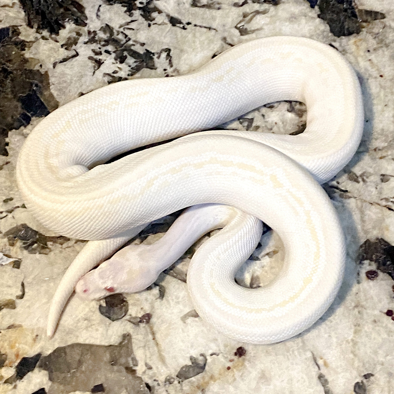 Albino Super Russo Ball Python by Bloodlines By Rich Macias - MorphMarket