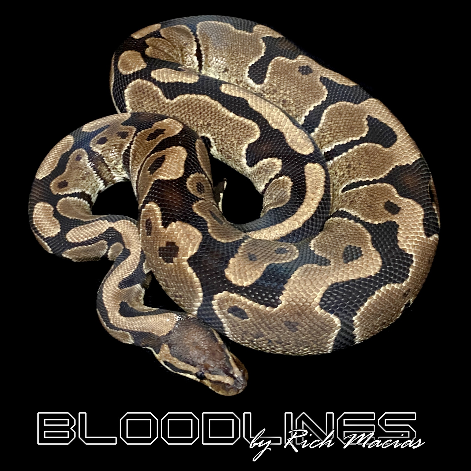 Double Het Albino Tri-Stripe Ball Python by Bloodlines by Rich Macias ...