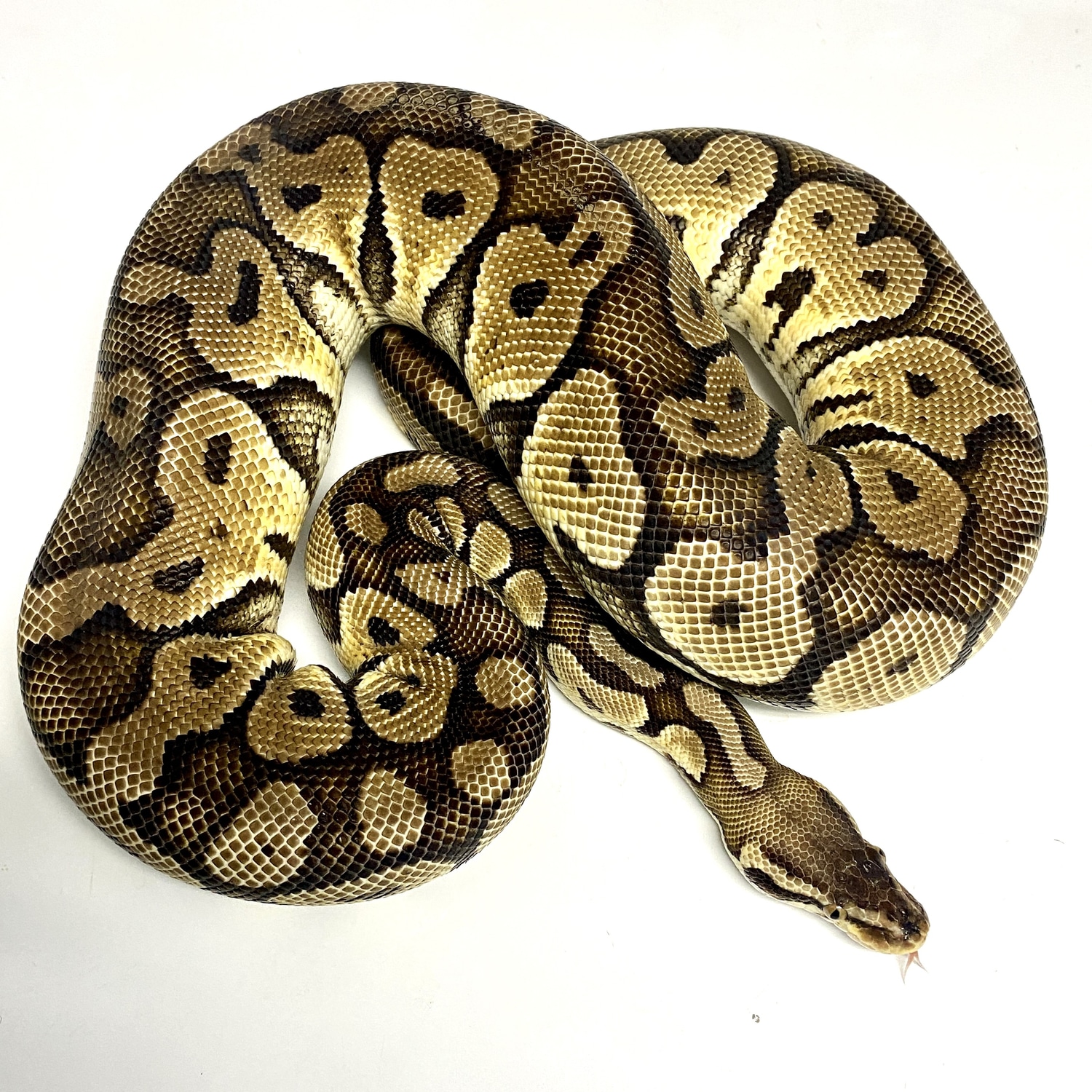 Pastel Russo Ball Python by Bloodlines By Rich Macias - MorphMarket