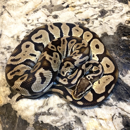 Pastel Het Lavender Albino Ball Python by Bloodlines by Rich Macias